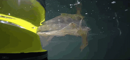Ocean Garbage GIFs - Find & Share on GIPHY