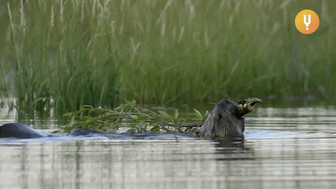 Swim Swimming GIF by CuriosityStream - Find & Share on GIPHY