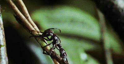 Insect Ant GIF - Find & Share on GIPHY