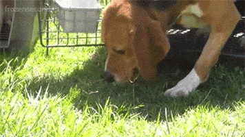 Dog Sniffing GIF - Find & Share on GIPHY