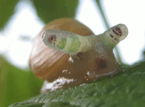 Snail GIFs - Find & Share on GIPHY