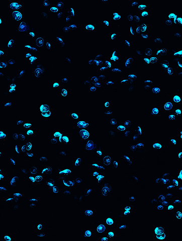 Blue GIF - Find & Share on GIPHY