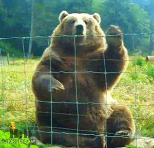 Bear GIF - Find & Share on GIPHY