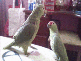 Parrot Explosion Ufo GIFs - Find & Share on GIPHY