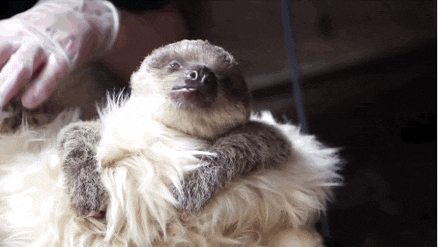Sloth GIF - Find & Share on GIPHY