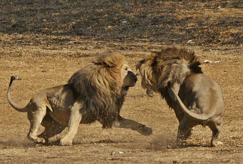 Lions GIF - Find & Share on GIPHY