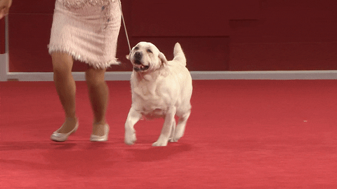 Happy Dog Show GIF by American Kennel Club - Find & Share on GIPHY