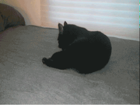 16 Cats Trying Catnip For The First Time | Cuteness