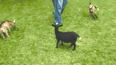 Goat GIF - Find & Share on GIPHY