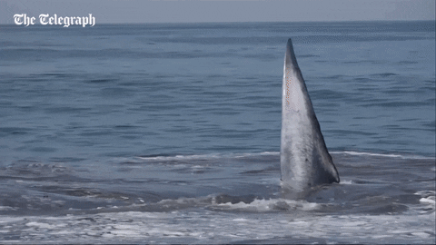 Whale Stranding GIFs - Get the best GIF on GIPHY
