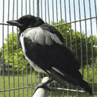 Magpie GIFs - Get the best GIF on GIPHY