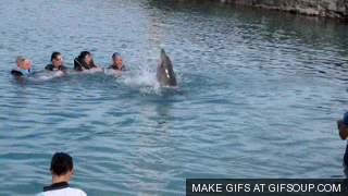 Clap Dolphin GIF - Find & Share on GIPHY