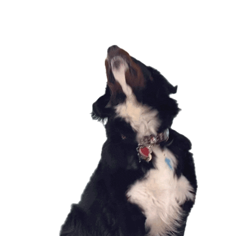 Dogs Ok Sticker by Juanma Salazar for iOS & Android | GIPHY