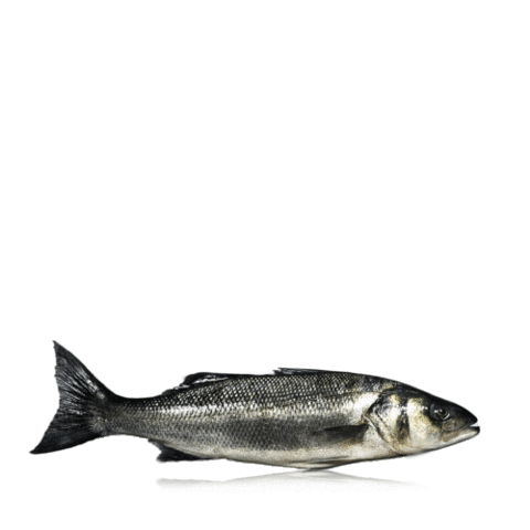 Bar Fish Sticker by QWEHLI for iOS & Android | GIPHY