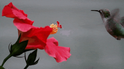 Hummingbird GIF - Find & Share on GIPHY
