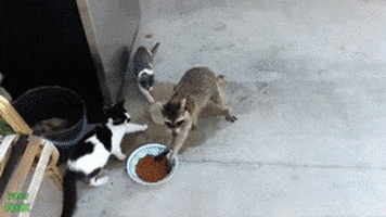 Cat Steals GIF - Find & Share on GIPHY
