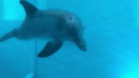 Clearwater Marine Aquarium GIF - Find & Share on GIPHY