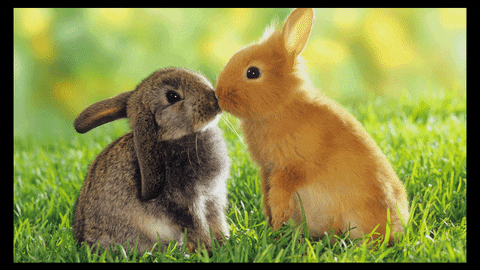 Bunnies GIFs - Find & Share on GIPHY