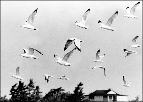 Birds Flying GIF by Archives of Ontario | Archives publiques de l ...