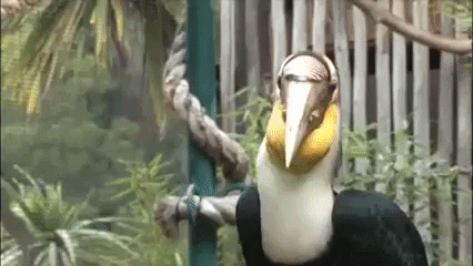 See Ya Goodbye GIF by Oakland Zoo - Find & Share on GIPHY
