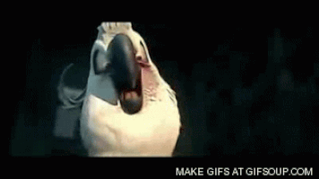 Rio GIF - Find & Share on GIPHY