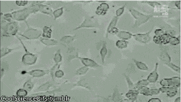 Brain Eating Amoeba GIFs - Get the best GIF on GIPHY