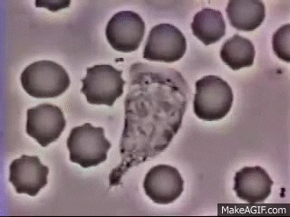 Bacteria GIF - Find & Share on GIPHY