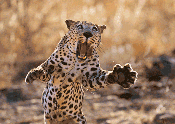 Leopard GIF - Find & Share on GIPHY