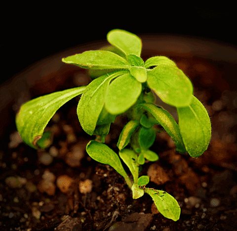 Plants GIF - Find & Share on GIPHY