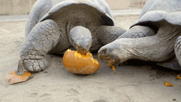 Galapagos Tortoise GIFs - Find & Share on GIPHY