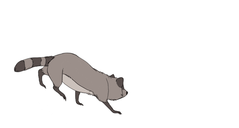 Raccoon GIF - Find & Share on GIPHY