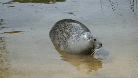 Seal GIF - Find & Share on GIPHY