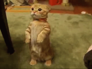 Real Life GIF - Find & Share on GIPHY