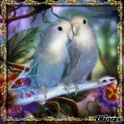 Great Animated Bird Gifs At Best Animations