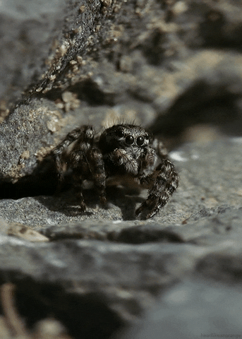 Jumping Spider GIF by Head Like an Orange - Find & Share on GIPHY