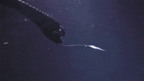 Deep Sea Creatures GIFs - Find & Share on GIPHY