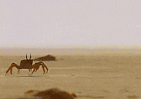 Walking Crab GIF - Find & Share on GIPHY