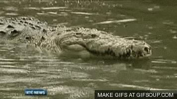 Animated GIF - Find & Share on GIPHY