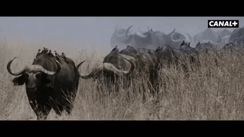 Birds Savane GIF by CANAL+ - Find & Share on GIPHY