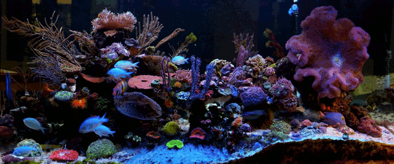 Scientists Discover New Species of Reef Fish: Tosanoides aphrodite