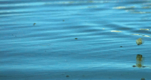 Stone Skipping GIFs on Giphy
