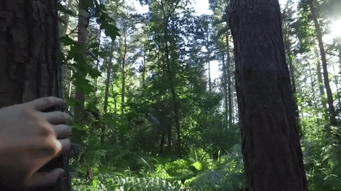 Forest Camping GIF by SoulPancake - Find & Share on GIPHY