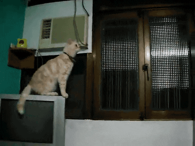 Cat Falling GIF - Find & Share on GIPHY