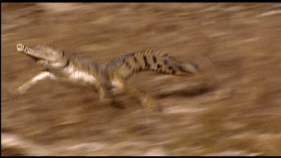 Alligator GIFs - Find & Share on GIPHY