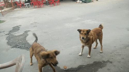 Dogs Street GIF - Find & Share on GIPHY