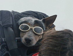 Dog Parachute GIF by HuffPost - Find & Share on GIPHY