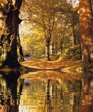 Fall GIF - Find & Share on GIPHY