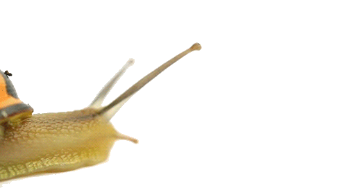 Transparent GIF Sticker - Find & Share on GIPHY