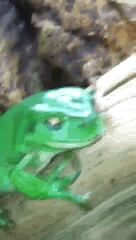 Whites Tree Frog Hello GIF - Find & Share on GIPHY
