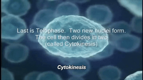 Mitosis GIF - Find & Share on GIPHY